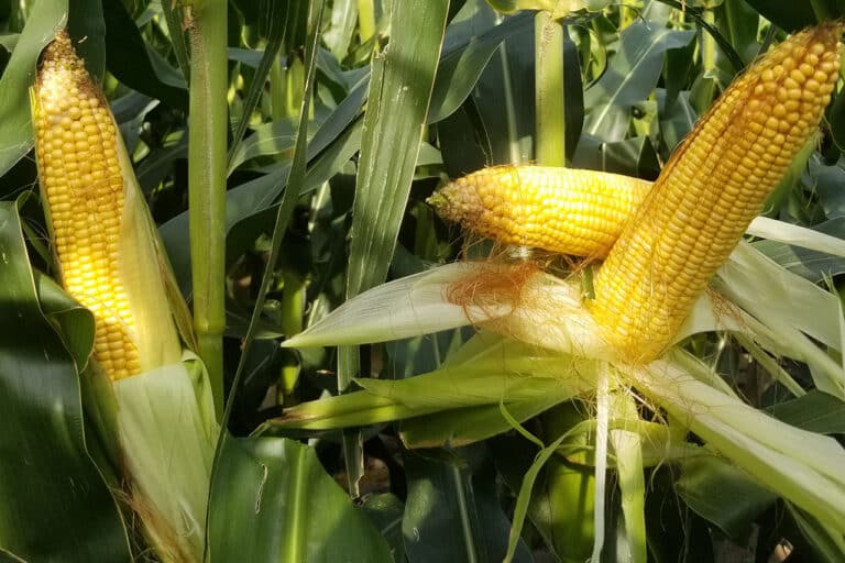 Ranch Raised Beef | Colorado Beef | Christensen Ranch